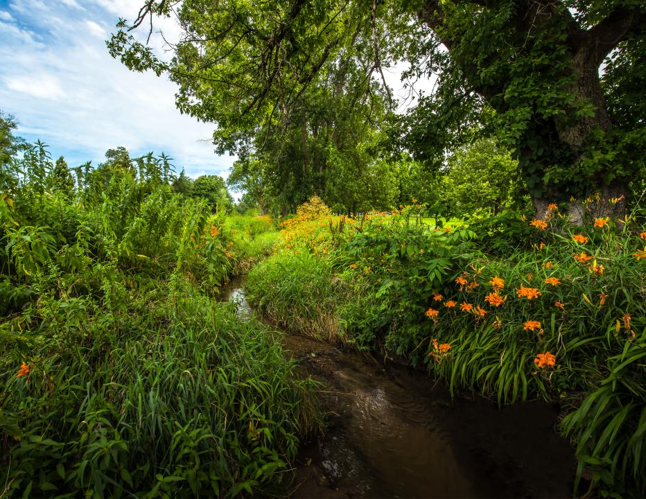 Tiger Lily Stream | Shutterbug